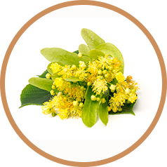 Scientific Proof Article Lindem Blossom - A Natural Remedy for Throat ...