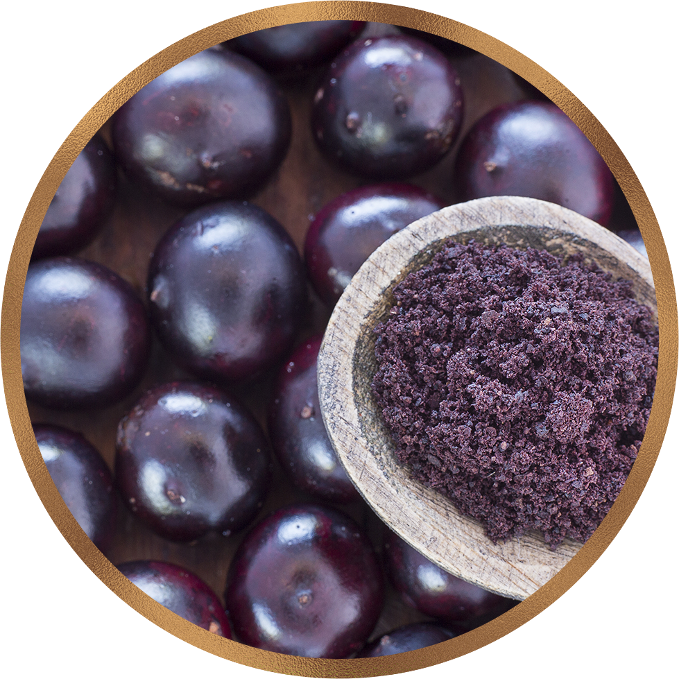 Scientific Proof Document: Acai Berry - Amazon's Most Famous Superfood ...